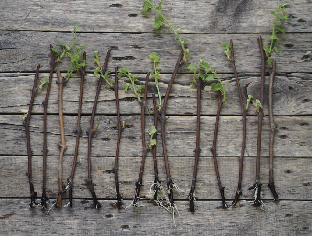 11 Fruits You Can Grow From Cuttings