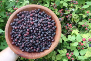 How to Grow Black Raspberries