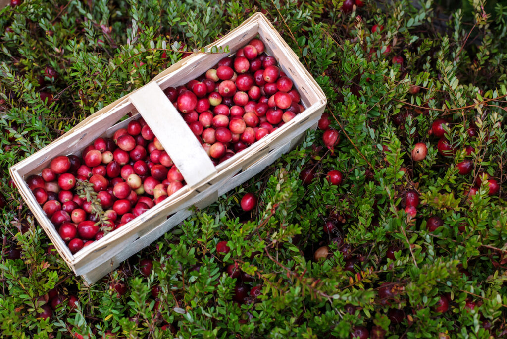 How to Grow Cranberries